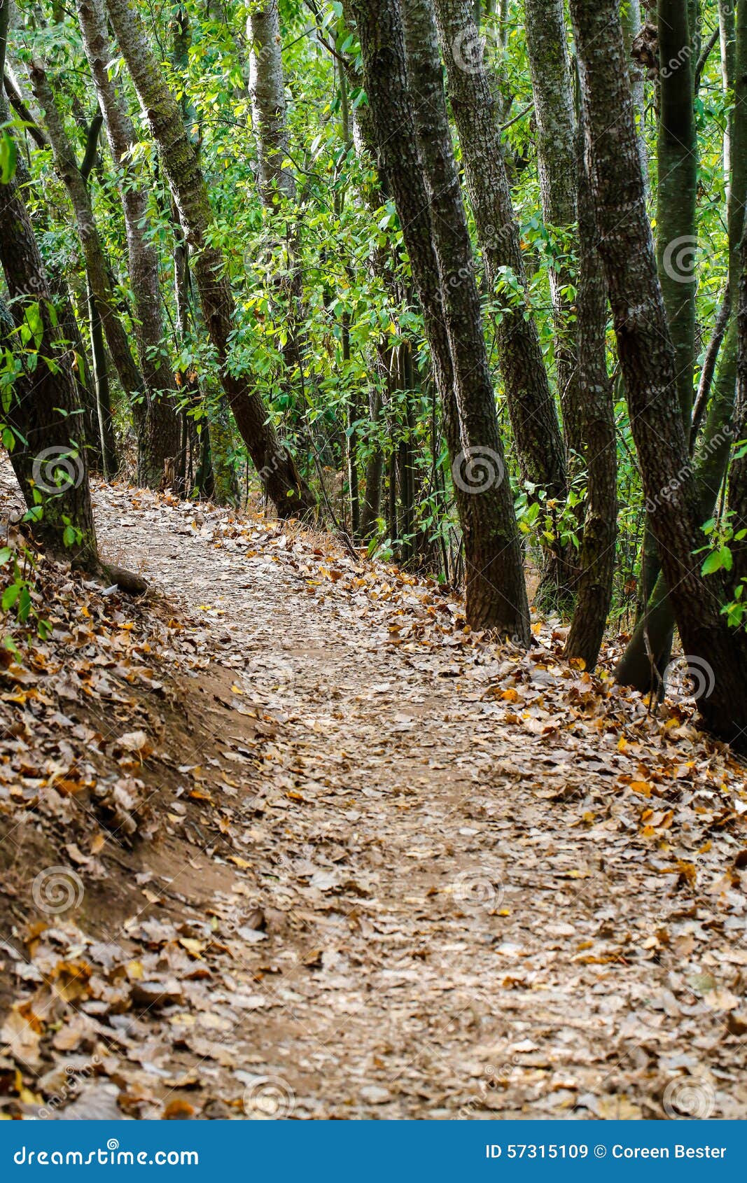 Autumn Path through Trees in Forest Stock Image - Image of dirty ...