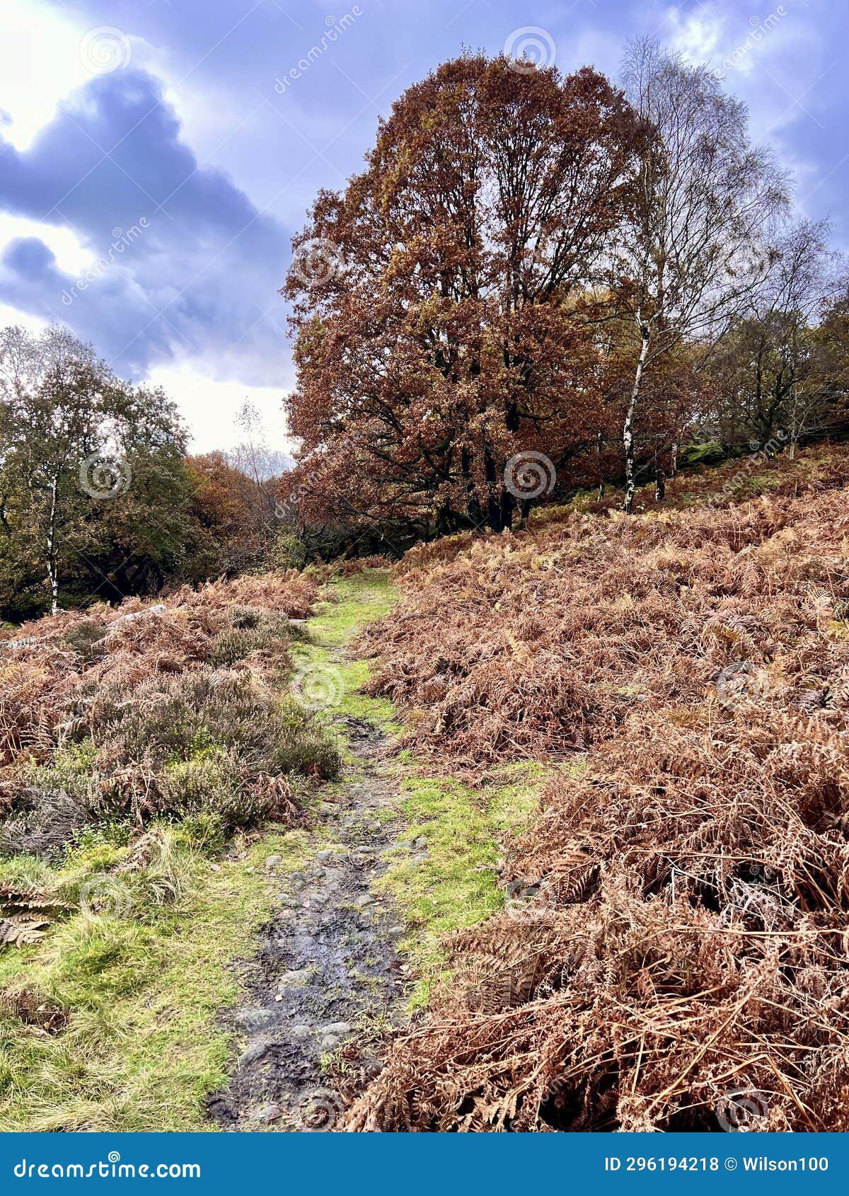 Autumn Path stock photo. Image of trails, grass, autumn - 296194218