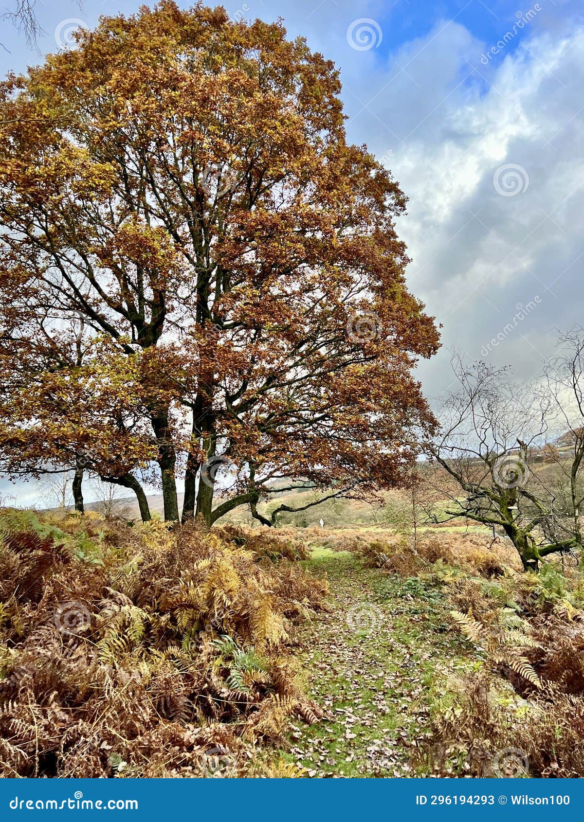 Autumn Path stock image. Image of tree, landscape, season - 296194293