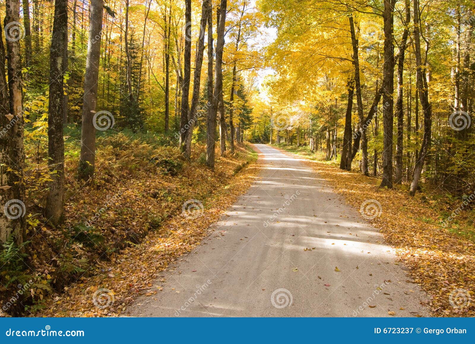 Autumn Path Winding through the Woods Stock Image - Image of beautiful ...