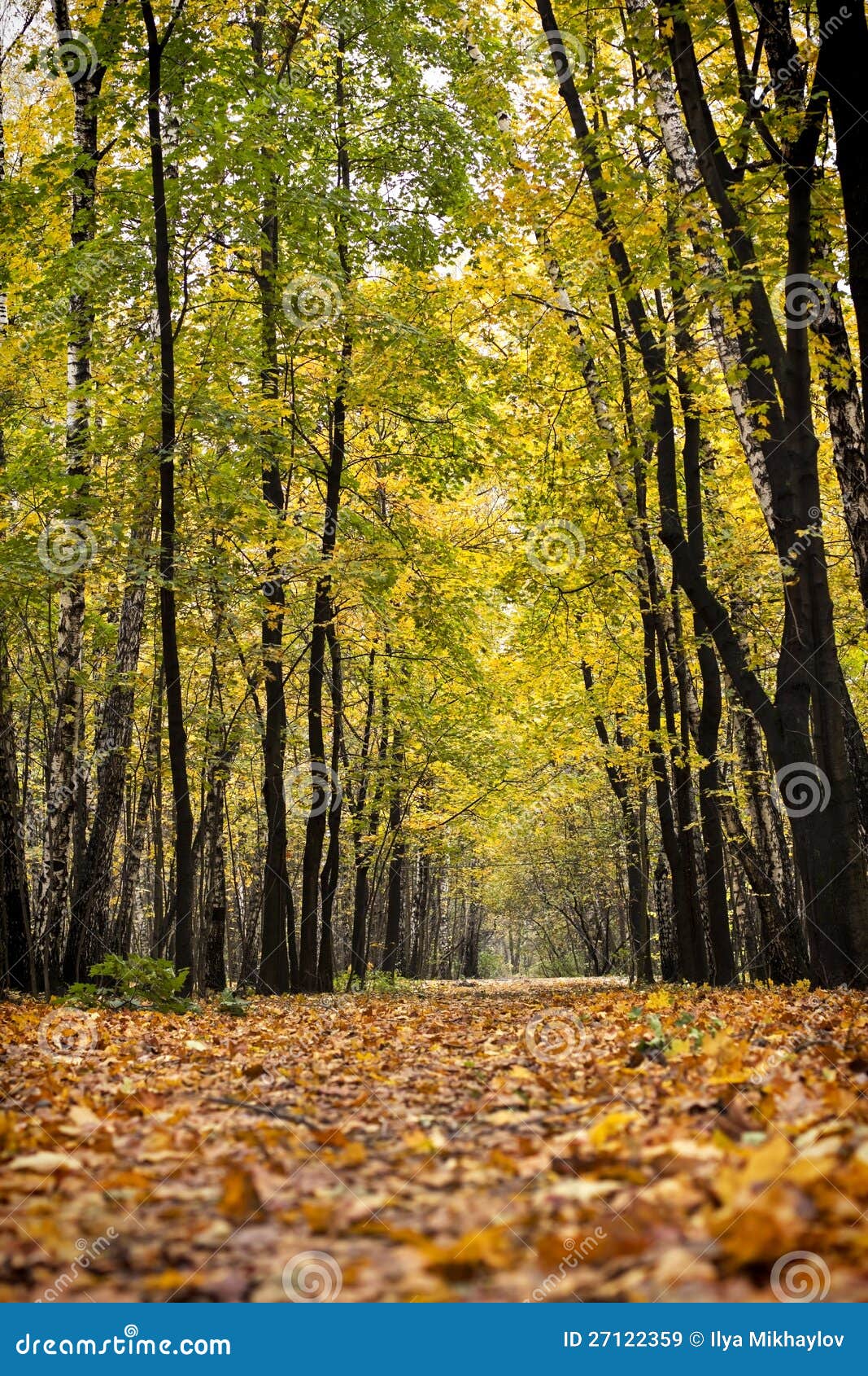 Autumn path in the wood stock image. Image of leaves - 27122359