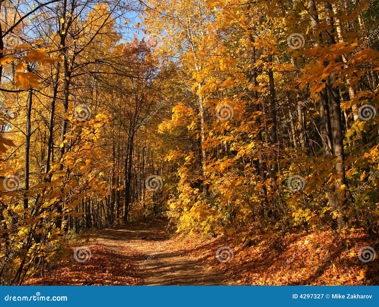 Autumn path in wood. stock image. Image of foliage, tree - 4297327