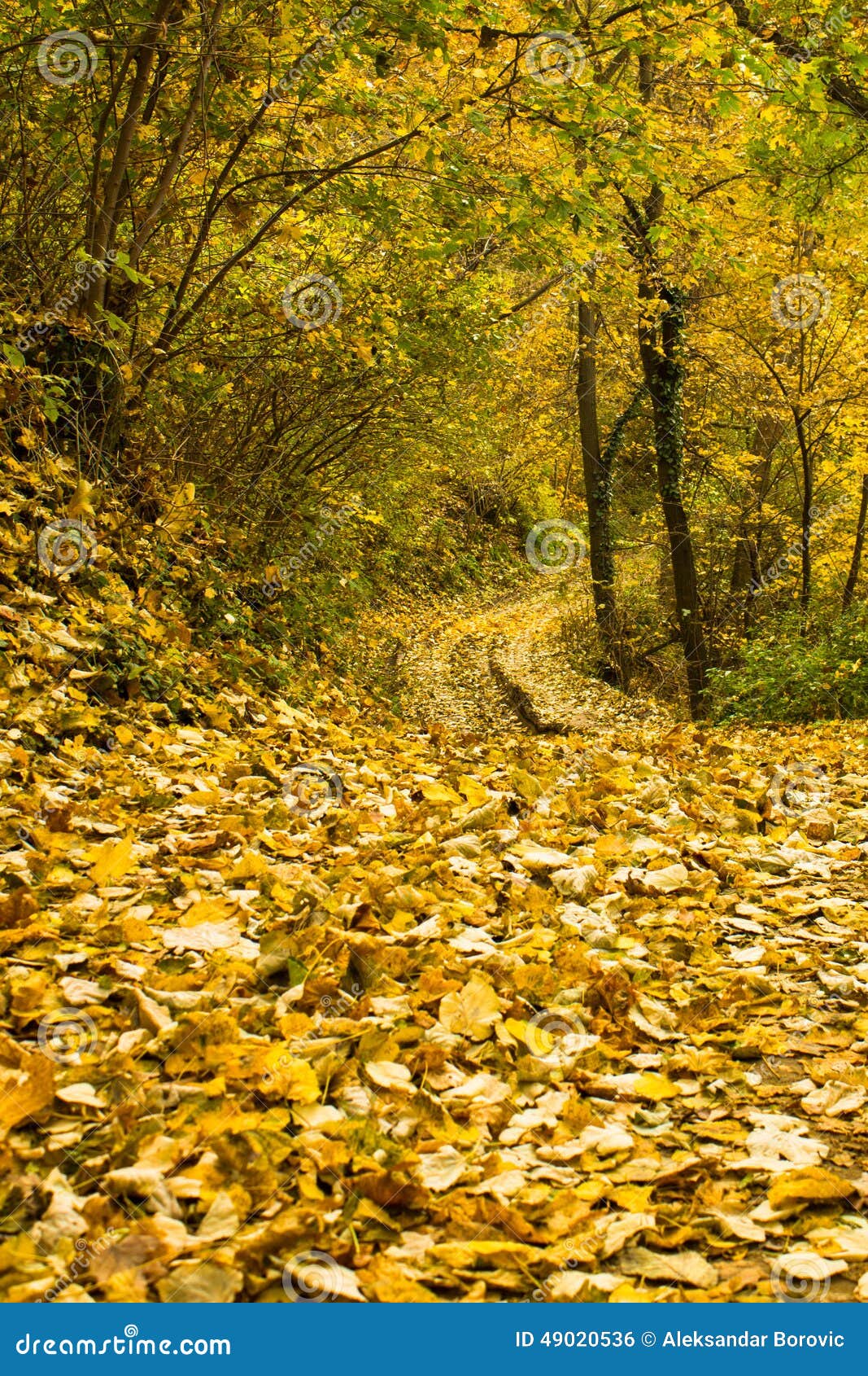 Autumn path stock photo. Image of road, europe, environment - 49020536