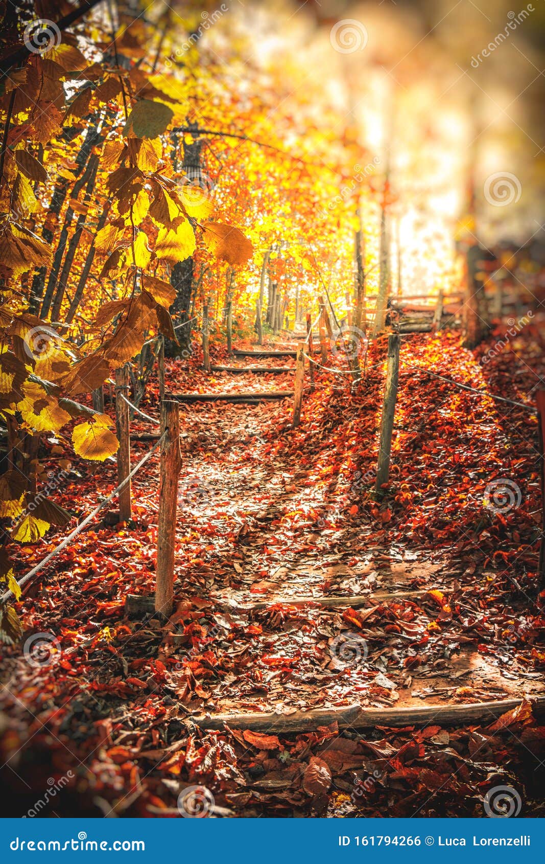 Autumn Path in the Woods Sunlight Morning Fall Vertical Stock Photo ...