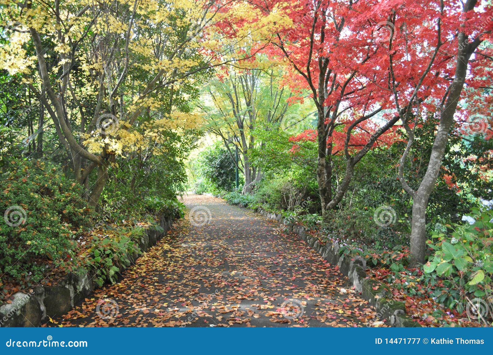 Autumn pathway stock image. Image of season, autumn, green - 14471777
