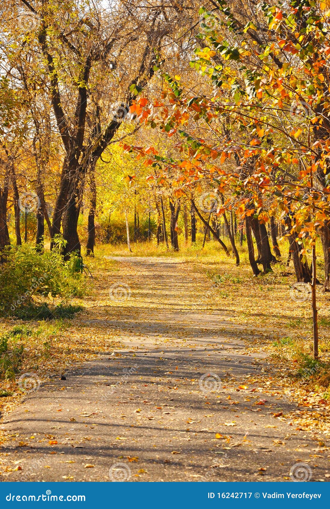Autumn pathway stock image. Image of trees, autumn, pattern - 16242717