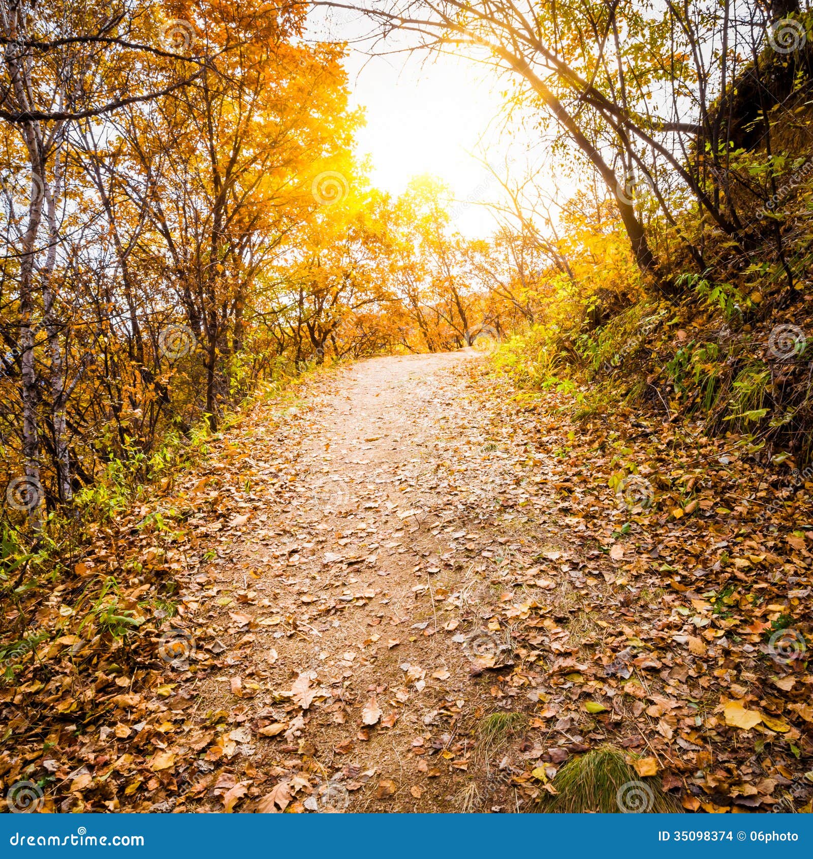 Autumn Pathway stock photo. Image of life, abstract, forest - 35098374