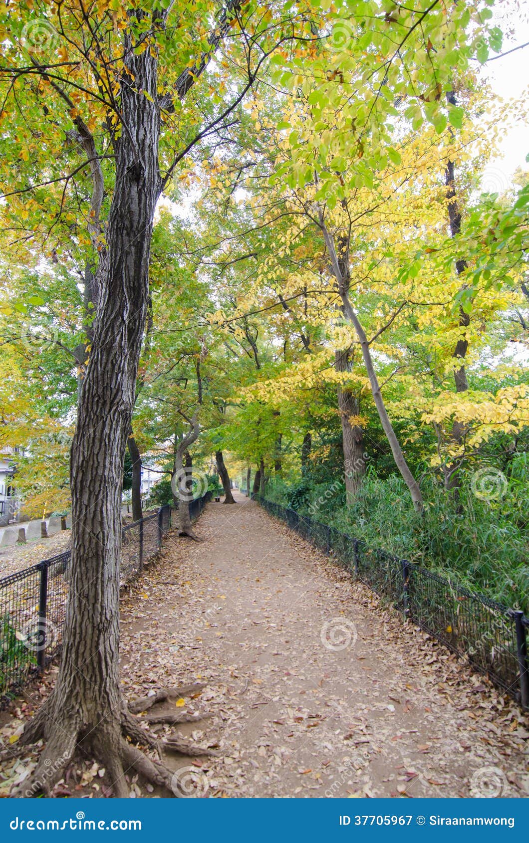 Autumn Pathway in the Forest Stock Image - Image of harmony, fall: 37705967