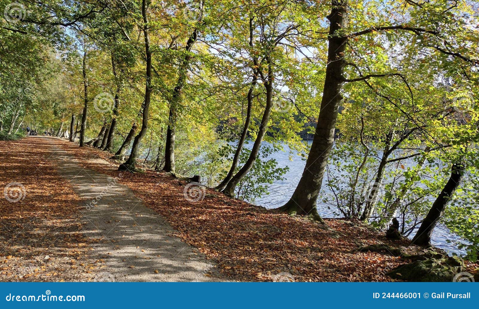 Autumn Pathway by the Lake stock image. Image of pathway - 244466001