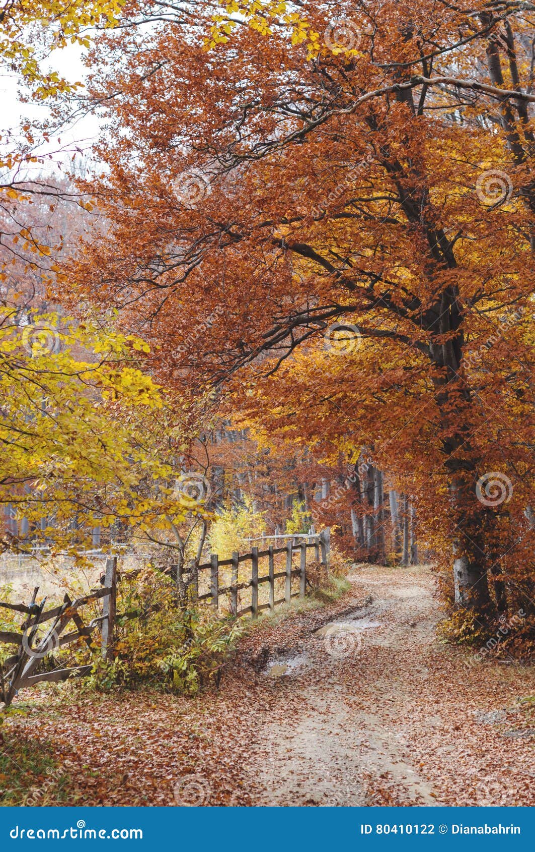 Autumn pathway stock photo. Image of countryside, park - 80410122