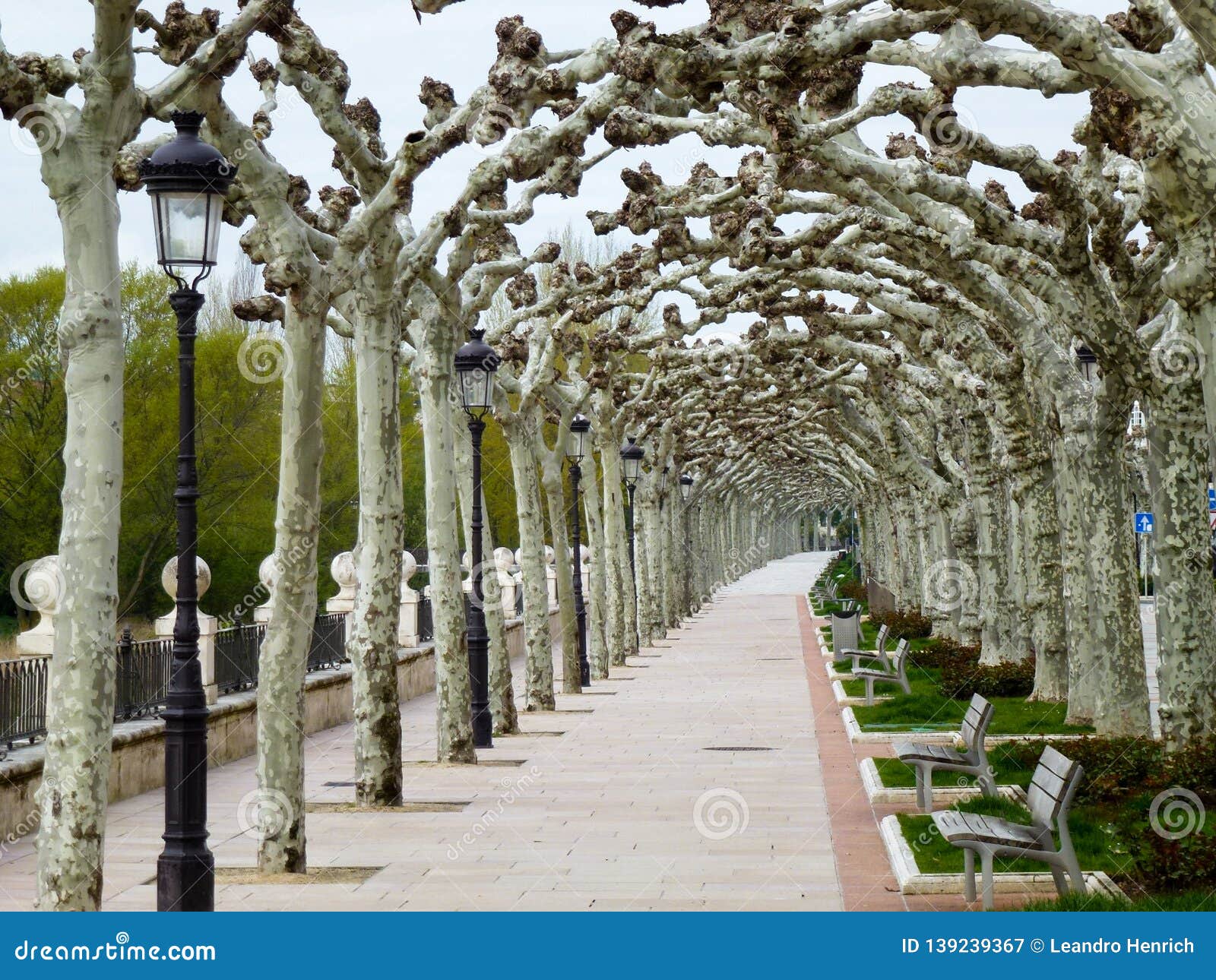 An Autumn Pathway through Trees Stock Image - Image of nature ...