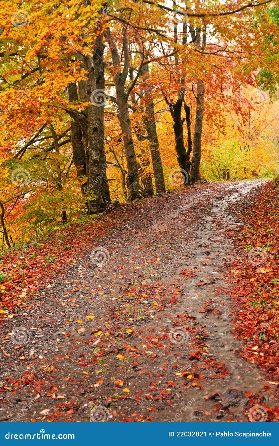 Autumn Pathway Under the Trees Stock Image - Image of flora ...