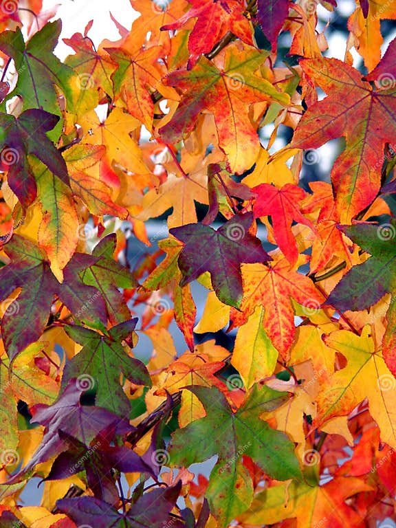 Autumn pattern stock image. Image of purple, collage, change - 19853