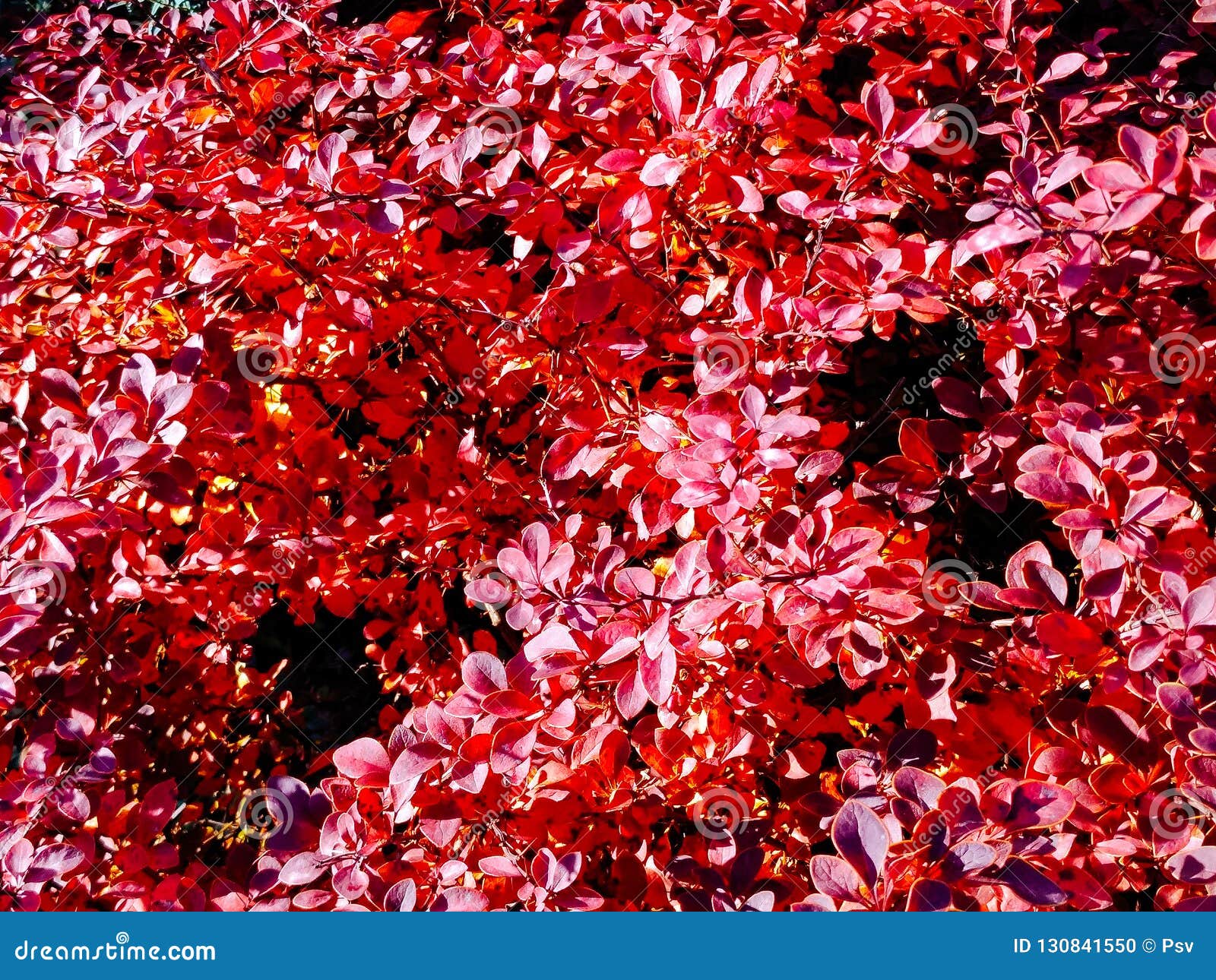 Autumn Pattern from Multi-colored Leaves Stock Photo - Image of color ...