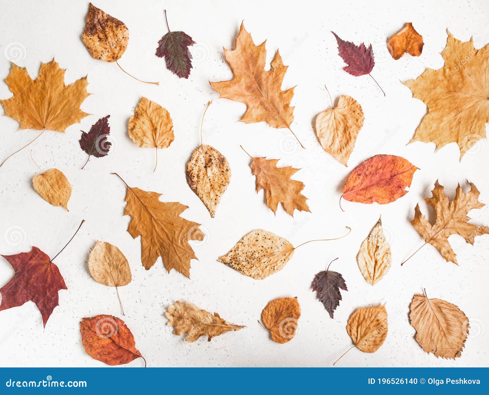 Autumn Pattern of Various Fallen Colorful Leaves from Various Trees ...