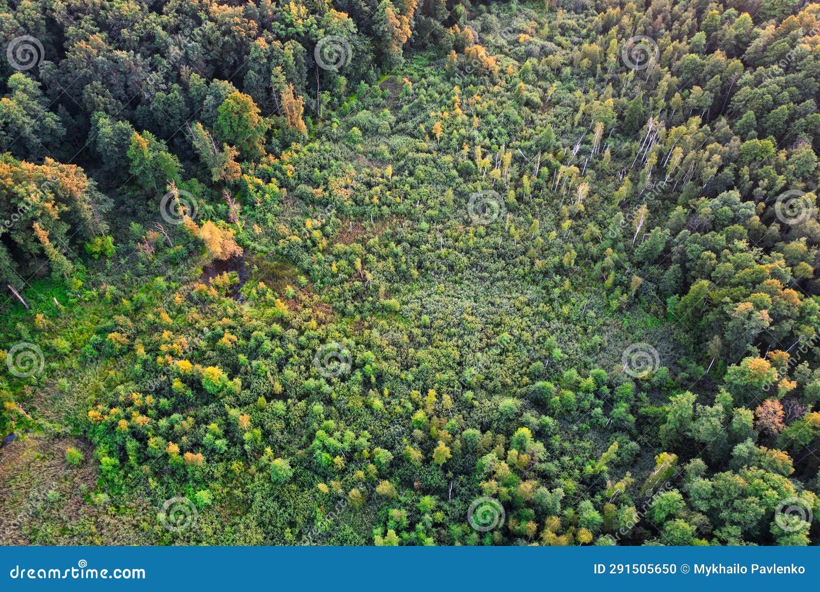 Aerial Autumn: Abstract Texture of the Forest Canopy Stock Photo ...