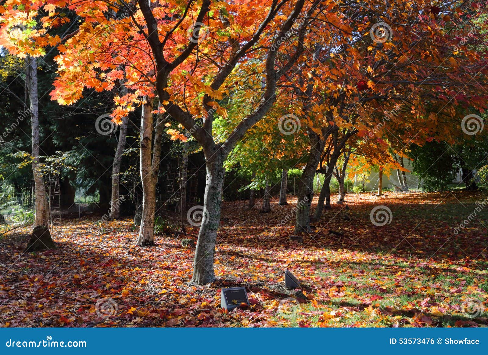 Autumn Peace stock photo. Image of headstone, green, pretty - 53573476