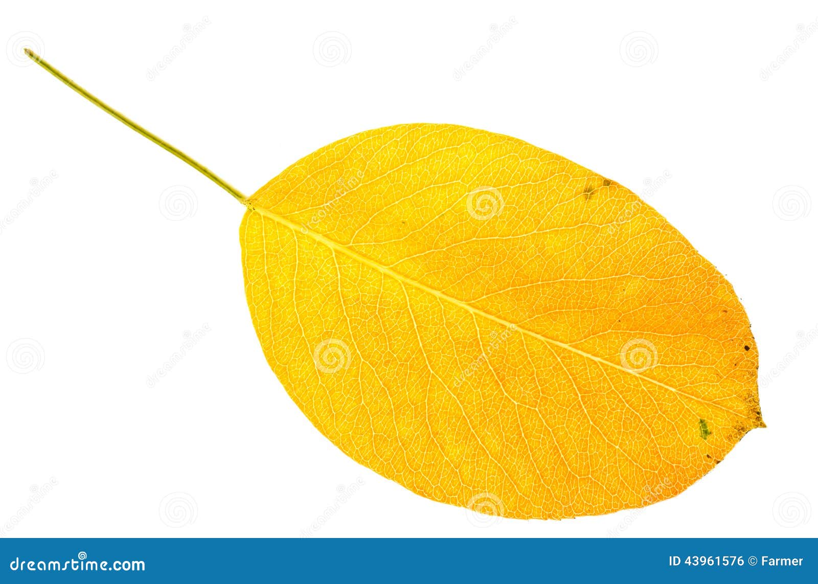 Autumn pear leaf stock photo. Image of leaf, fresh, element - 43961576