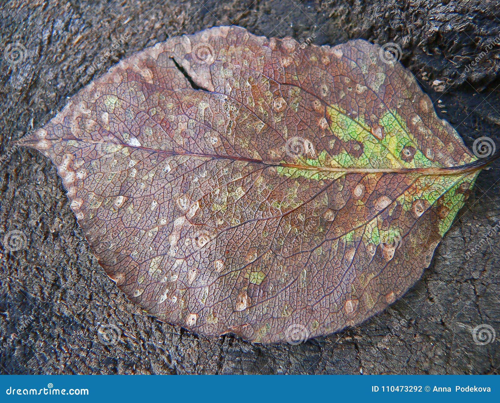 Autumn Pear Tree Leaf Rotting Stock Photo - Image of bright, blue ...