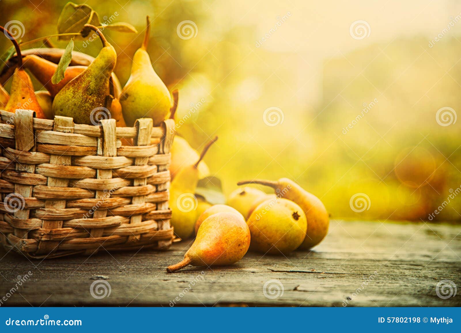 Autumn pears stock photo. Image of autumn, food, background - 57802198
