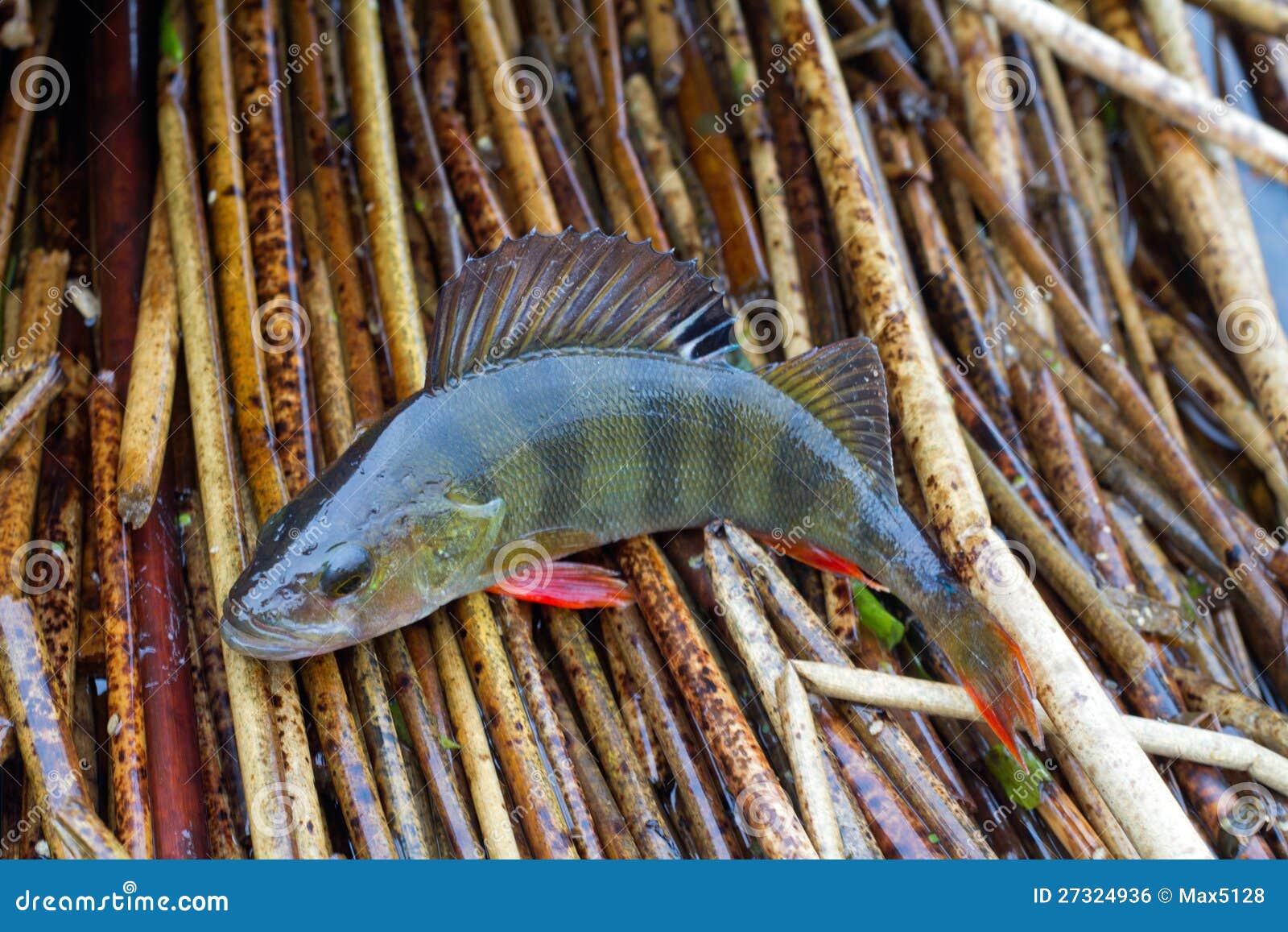 Autumn perch 2 stock photo. Image of wildlife, river - 27324936