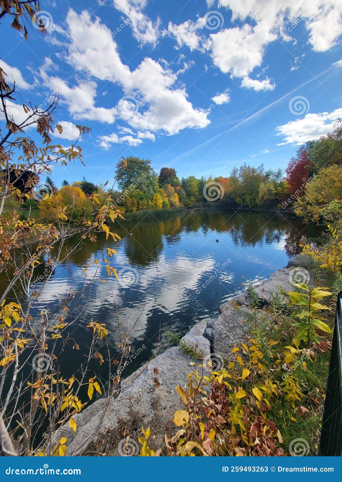 Autumn pi stock image. Image of autumn, water, branch - 259493263