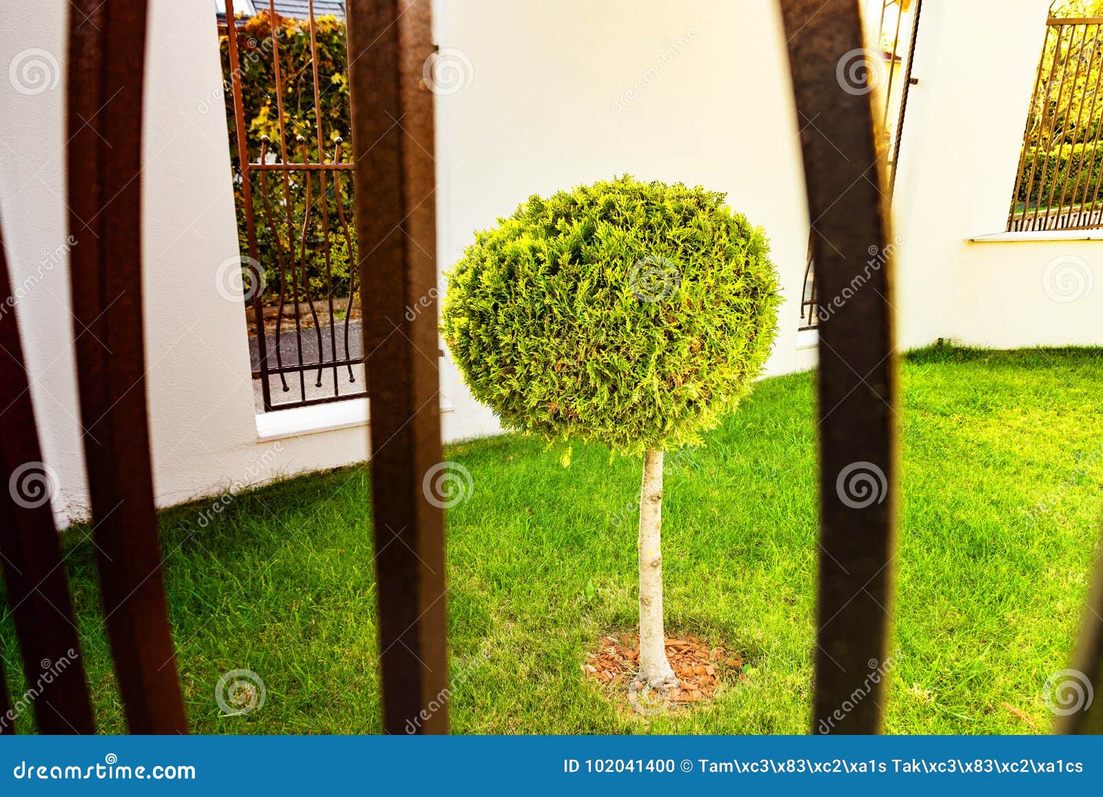 Autumn Picture, Garden, Small Green Tree Stock Photo - Image of autumn ...