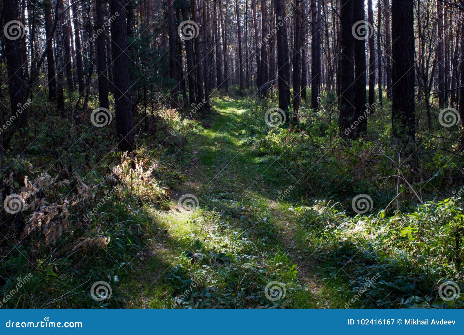 Autumn Pine imagen de archivo. Imagen de verde, fondo - 102416167