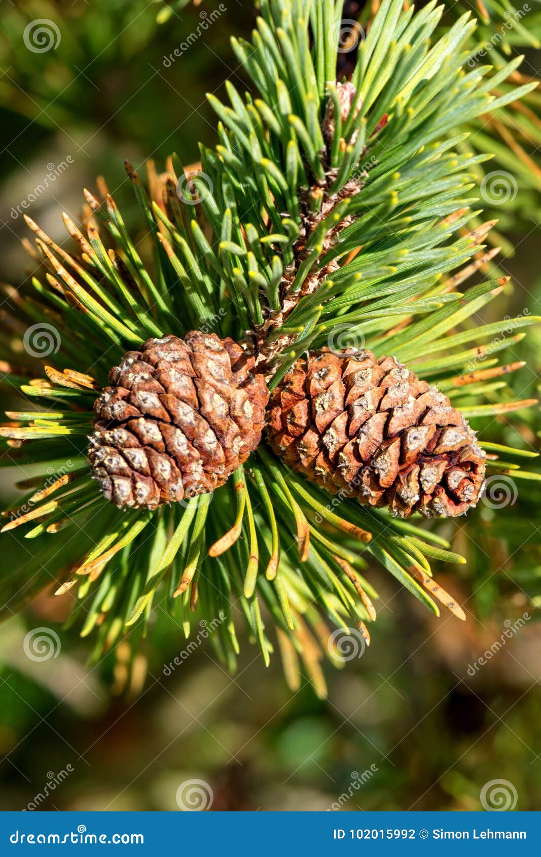 Autumn pine cone stock photo. Image of ground, fall - 102015992