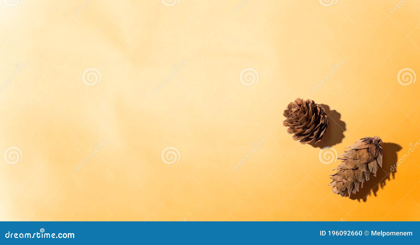 Autumn Pine Cones from Above Stock Photo - Image of flatlay, october ...