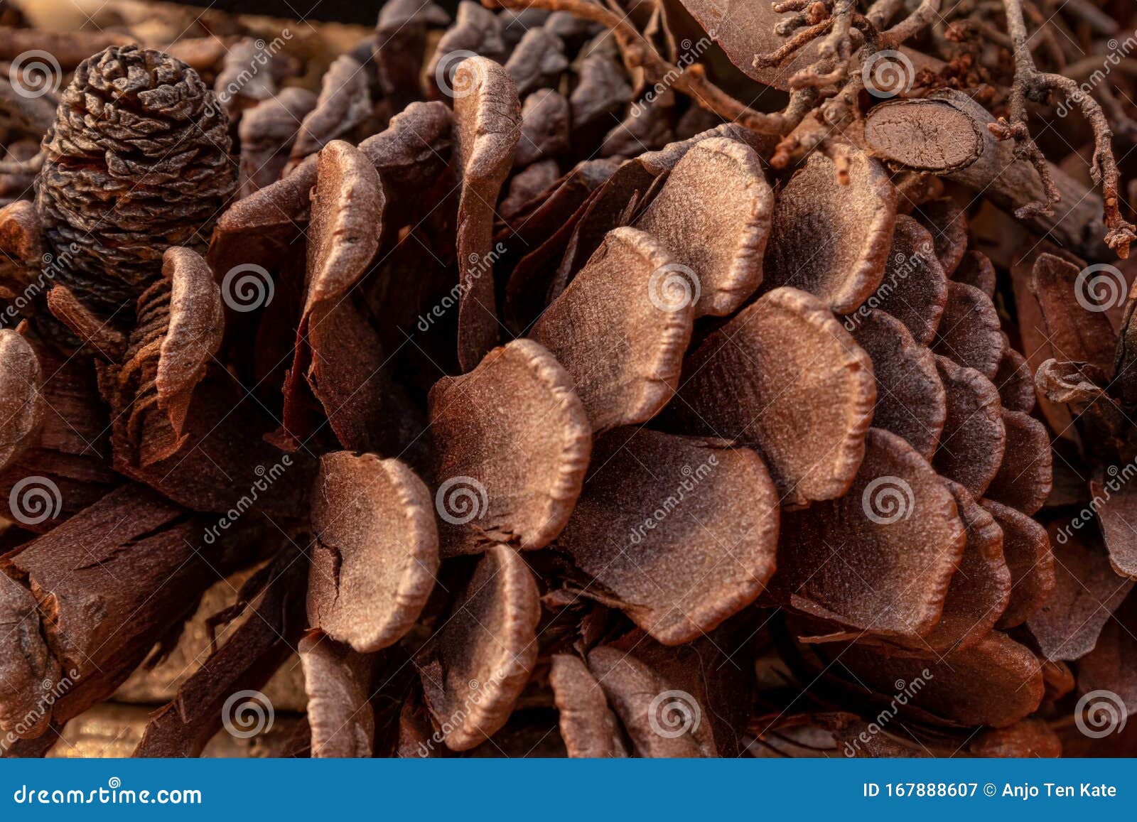 Autumn pine cones stock image. Image of christmas, close - 167888607