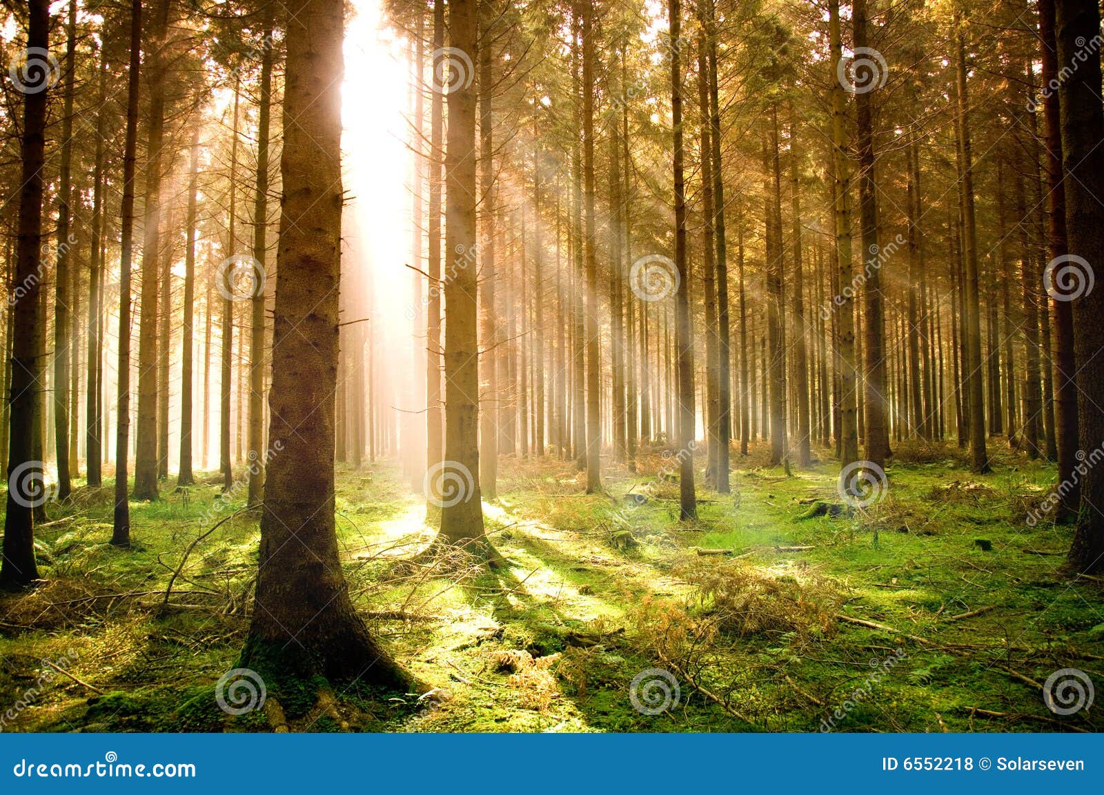 Autumn Pine Forest stock photo. Image of natural, outdoors - 6552218