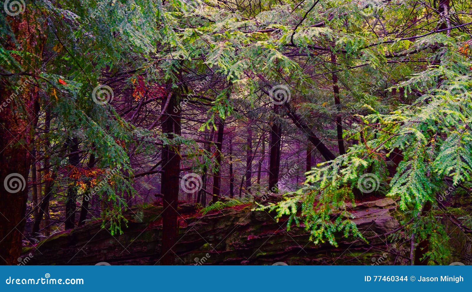 Autumn Pine Forest Beginning of Fall Folage Stock Photo - Image of ...