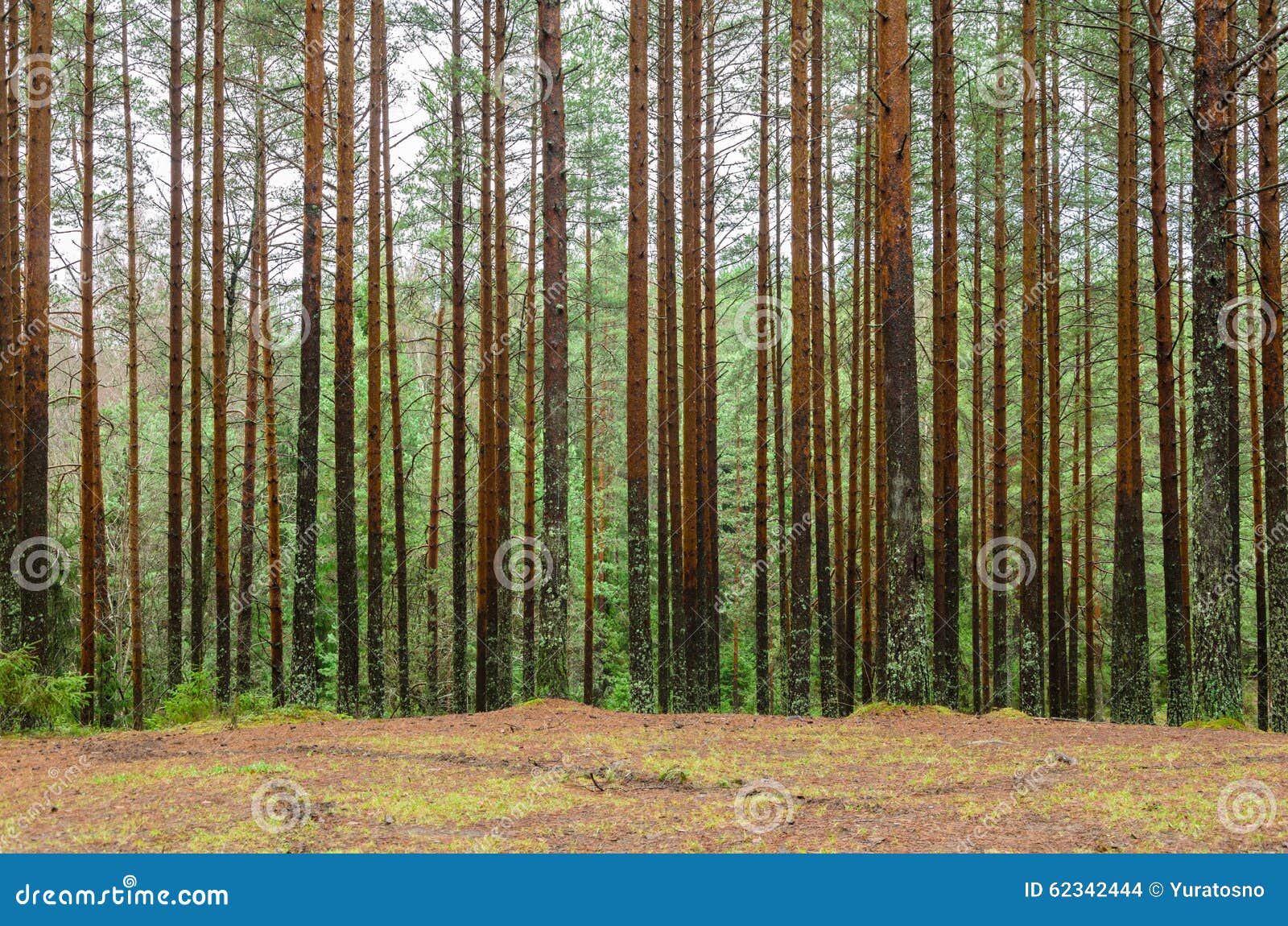 Autumn pine forest stock photo. Image of landscape, park - 62342444