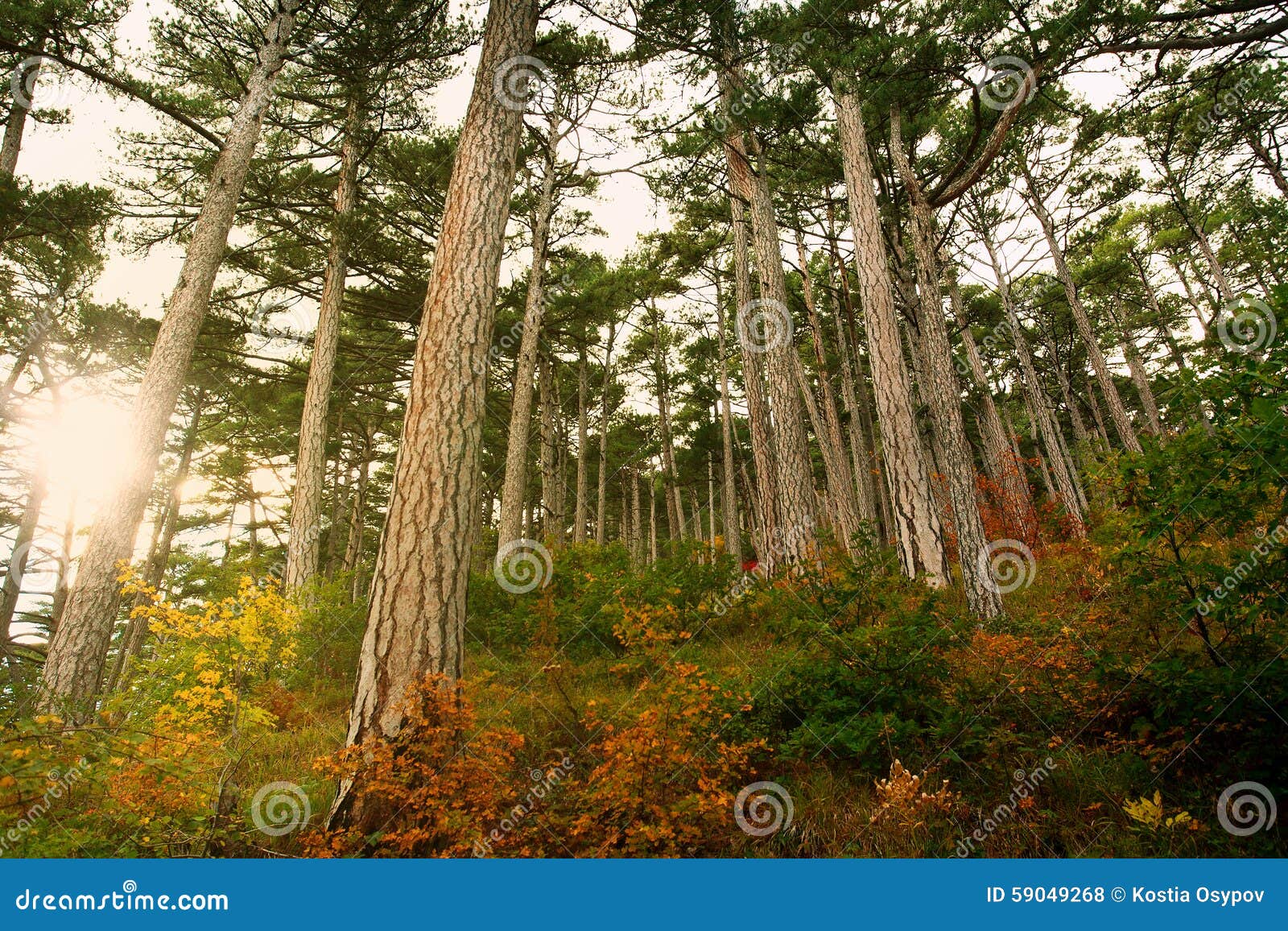 Autumn Pine Forest in Rays of Dawn Sun Stock Photo - Image of yellow ...