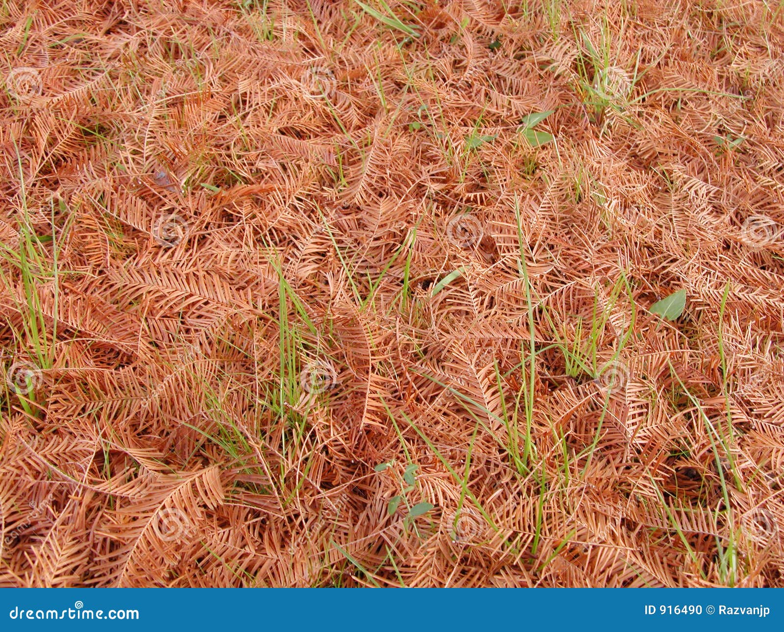 Pine Leaves Texture Stock Photography | CartoonDealer.com #39888398