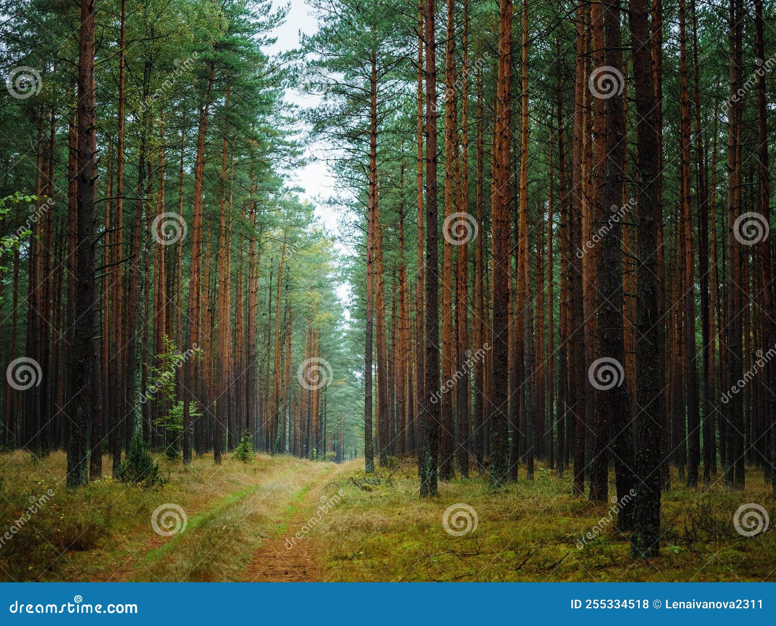 Autumn Pine Tree Deep Forest, Moody Woods, Fall Season Weather Stock ...