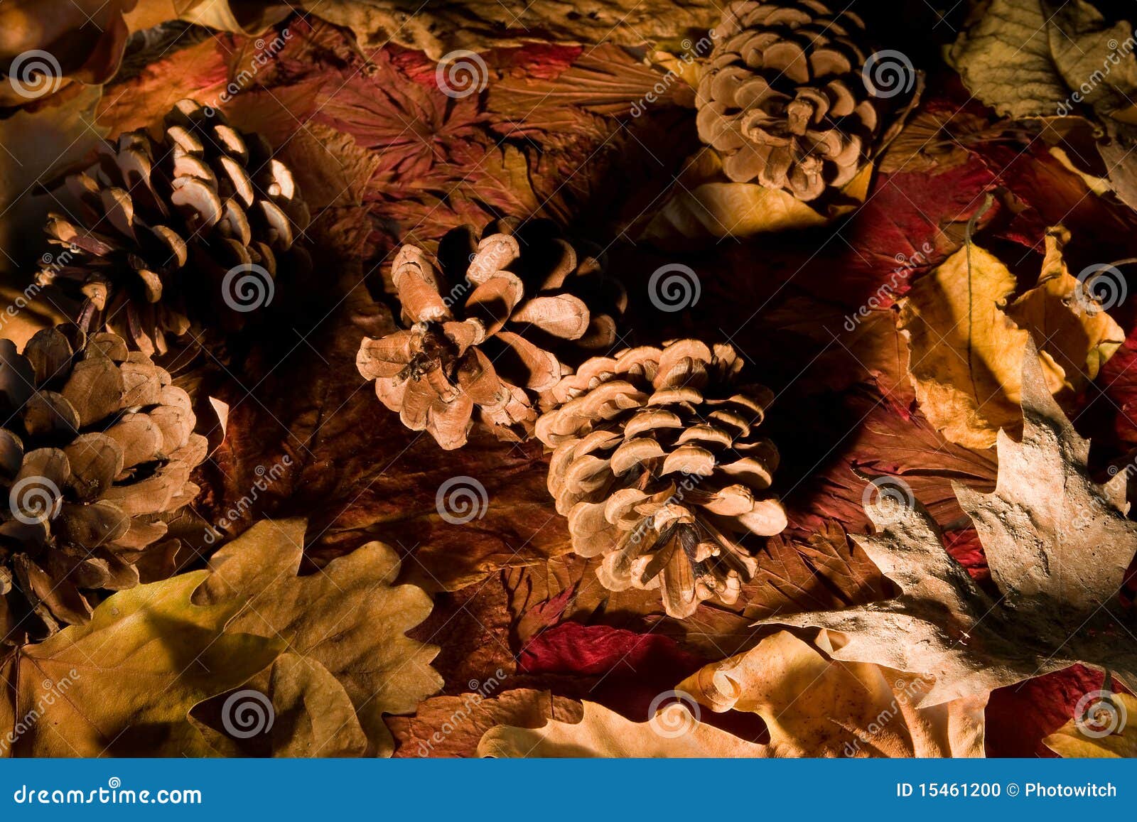 Autumn pinecones stock photo. Image of pinecones, seasons - 15461200