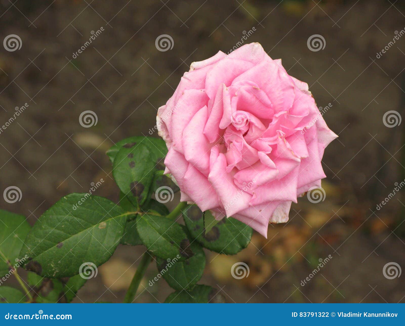 Autumn pink rose stock photo. Image of bouquet, autumn - 83791322