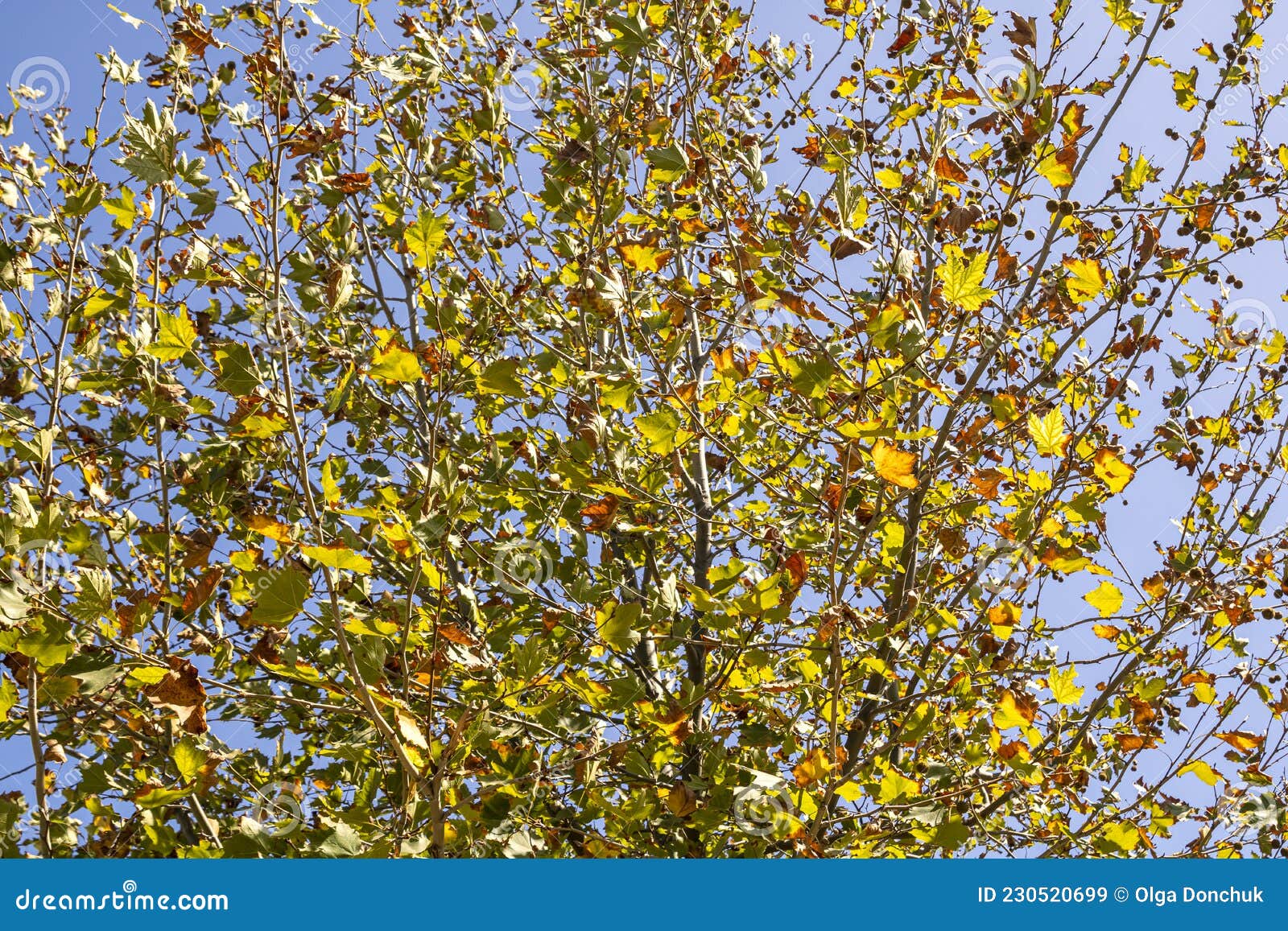 Autumn plane tree stock image. Image of leaf, orientalis - 230520699