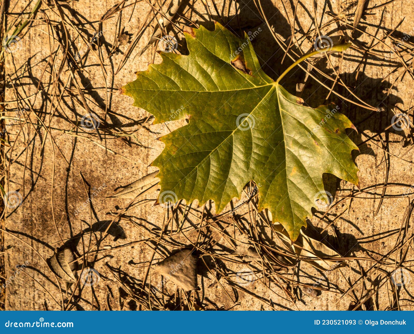 Autumn plane tree leaf stock image. Image of brown, copy - 230521093
