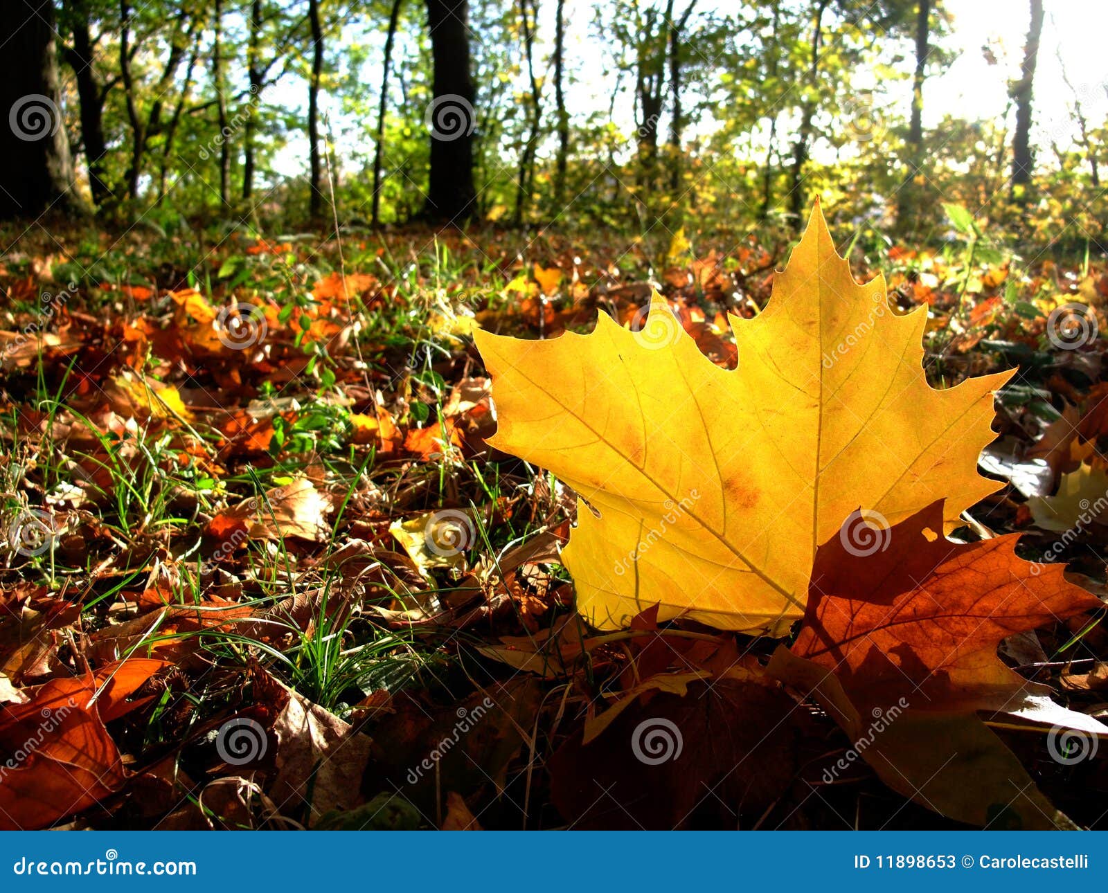 Autumn Planetree Leaf Felt on the Forest Ground Stock Image - Image of ...
