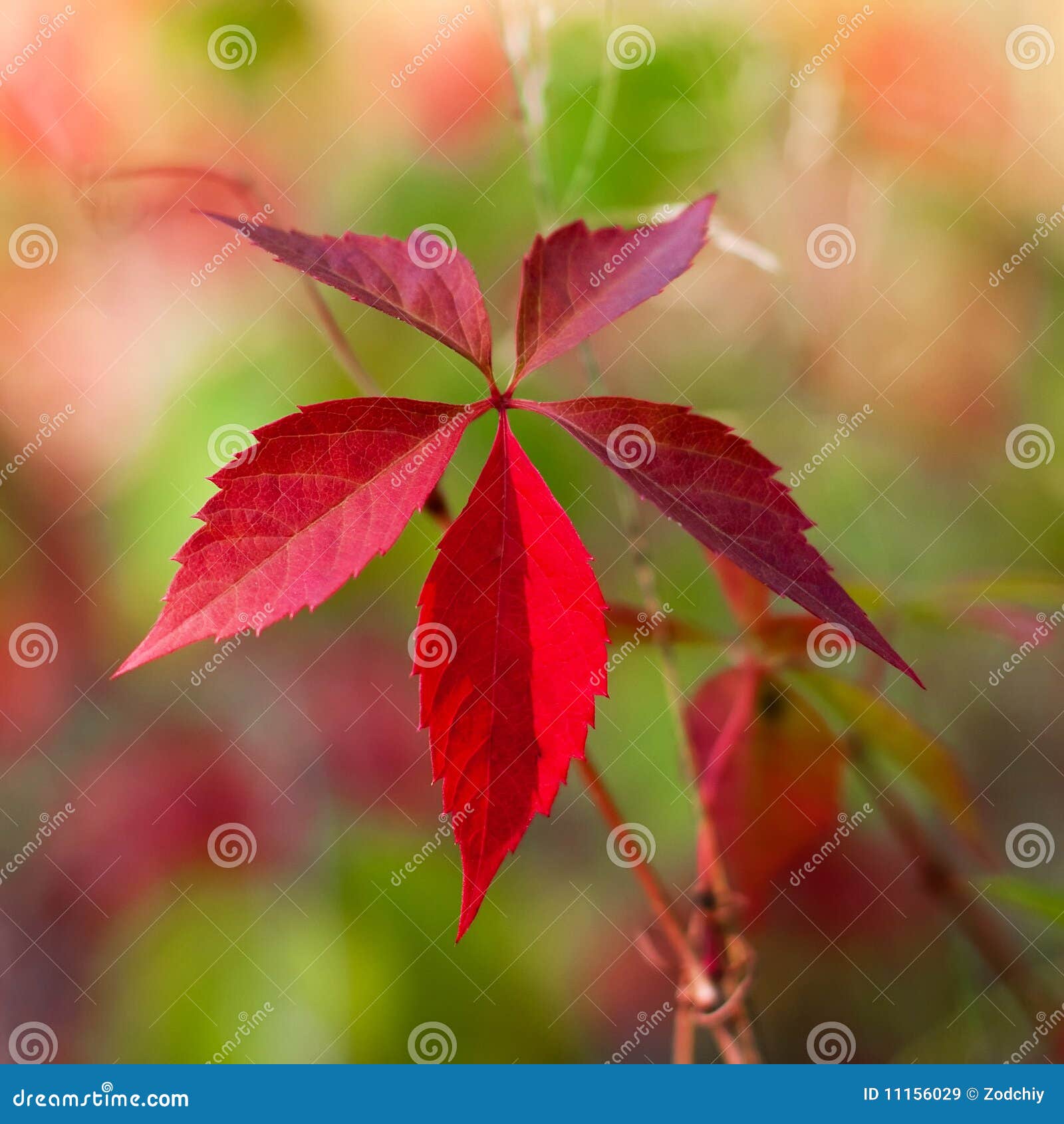 Autumn plant stock image. Image of leaf, holiday, plant - 11156029