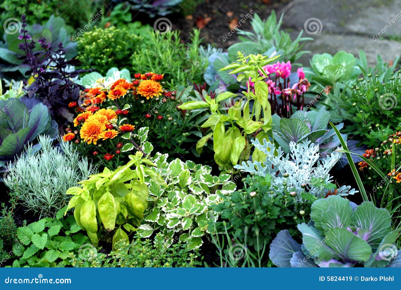 Autumn plants in fresh bed stock image. Image of basilica - 5824419