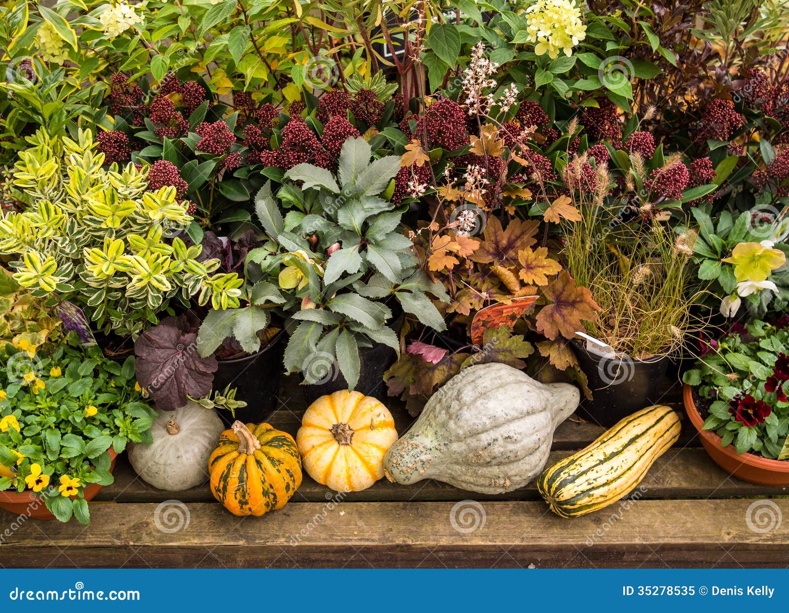 Autumn Plants Garden Display Imagen de archivo - Imagen de cubo ...