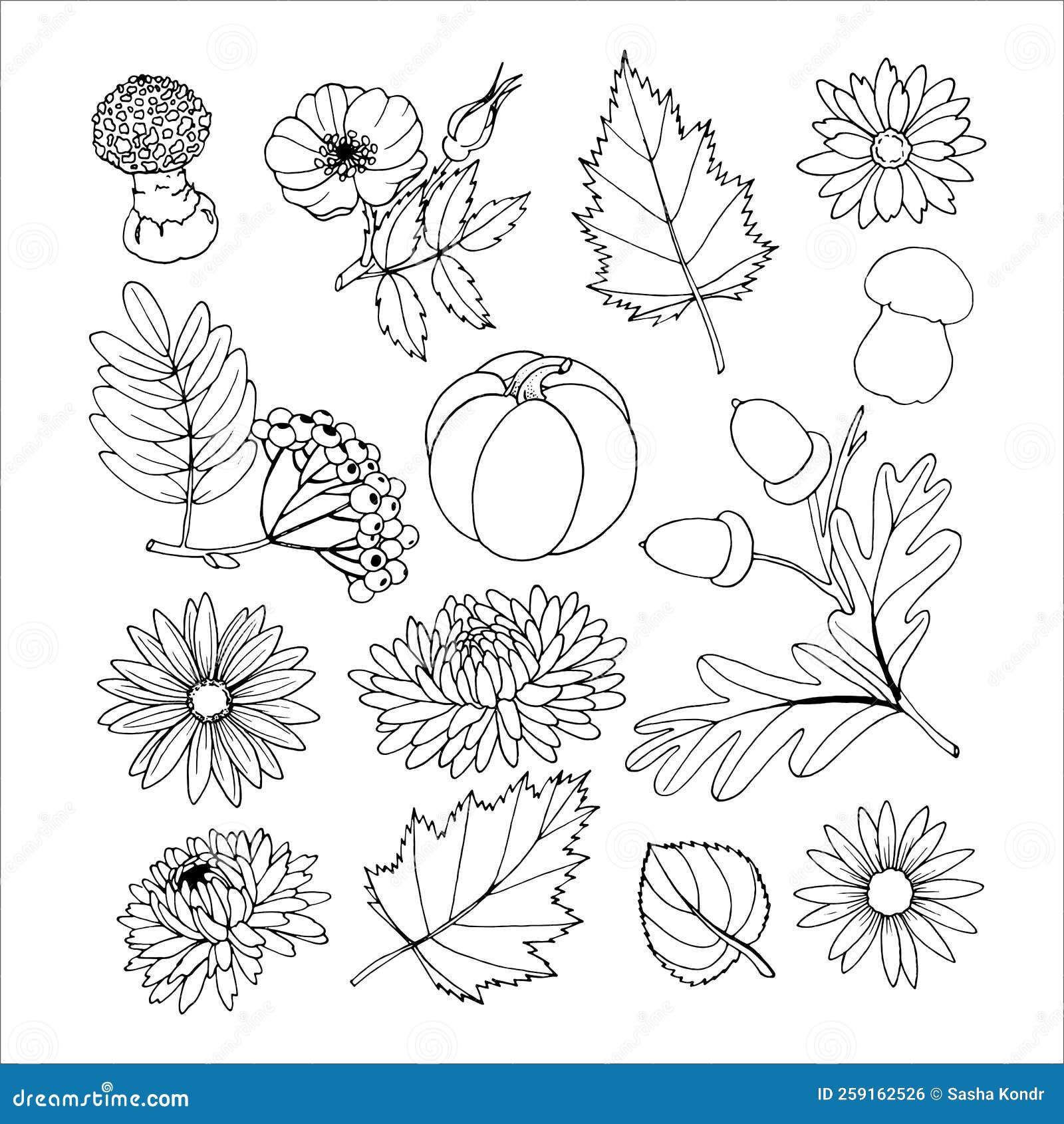 Autumn plants set Outline stock vector. Illustration of design - 259162526
