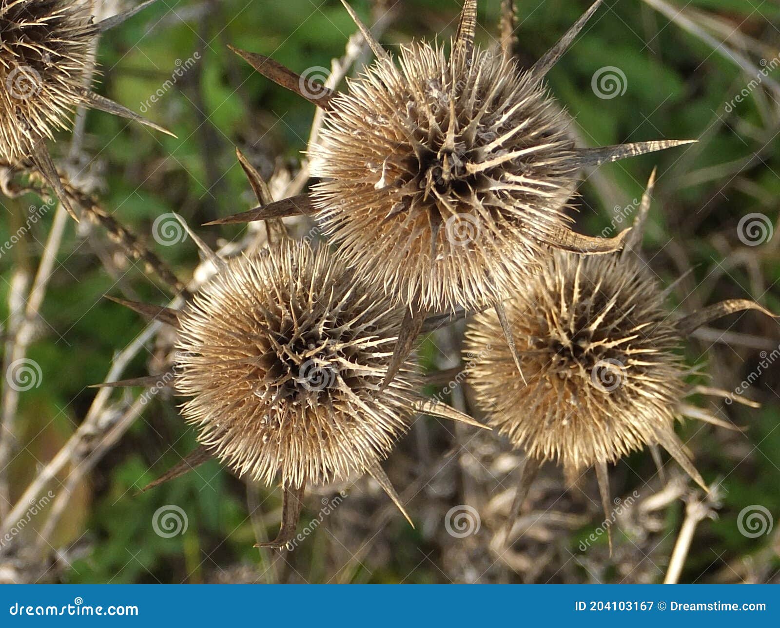 Nature Expression 7 stock image. Image of frost, tree - 204103167