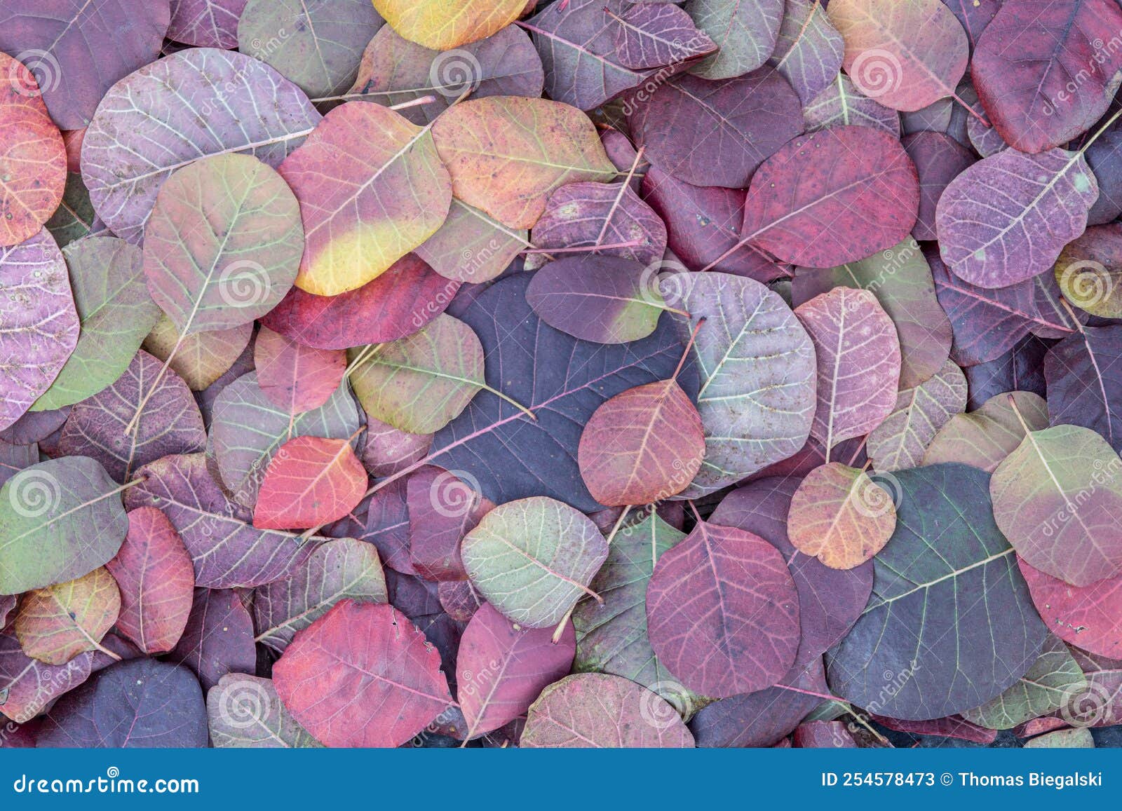 Autumn Plum Tree Leaves in Pile Background Stock Image - Image of ...