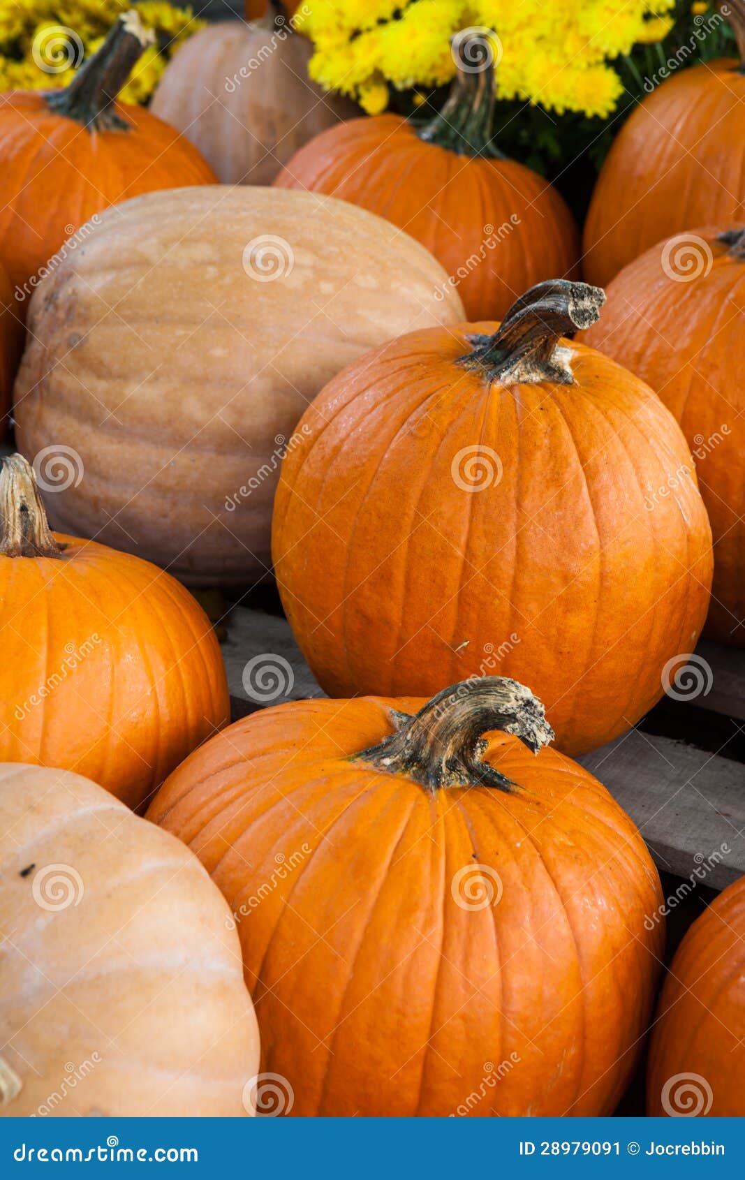 Autumn Plump Orange Pumpkins Stock Image - Image of mums, halloween ...