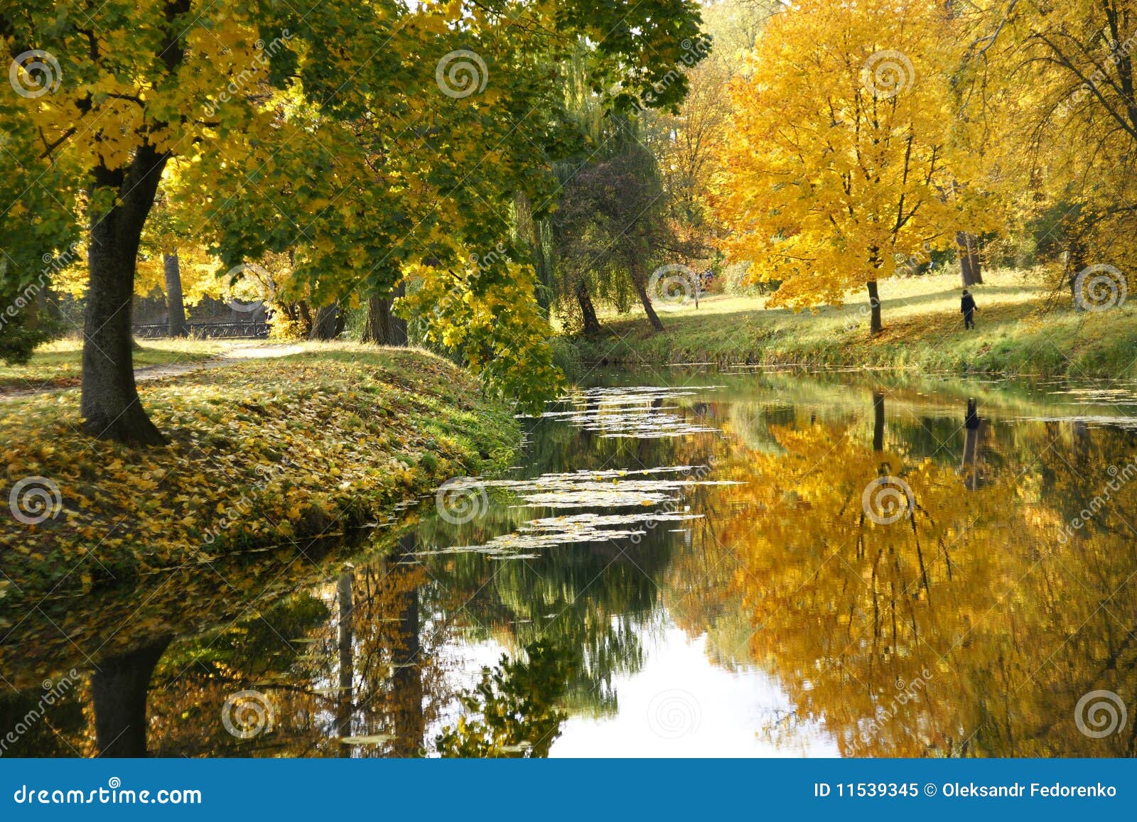 Autumn pond. stock image. Image of float, park, yellow - 11539345